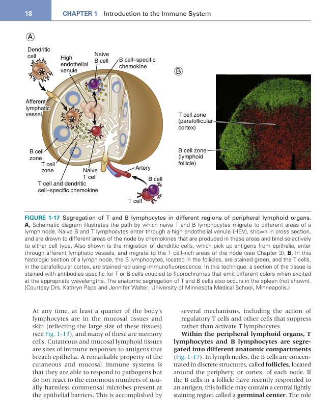 Basic Immunology Functions and Disorders of the Immune System - Global ...